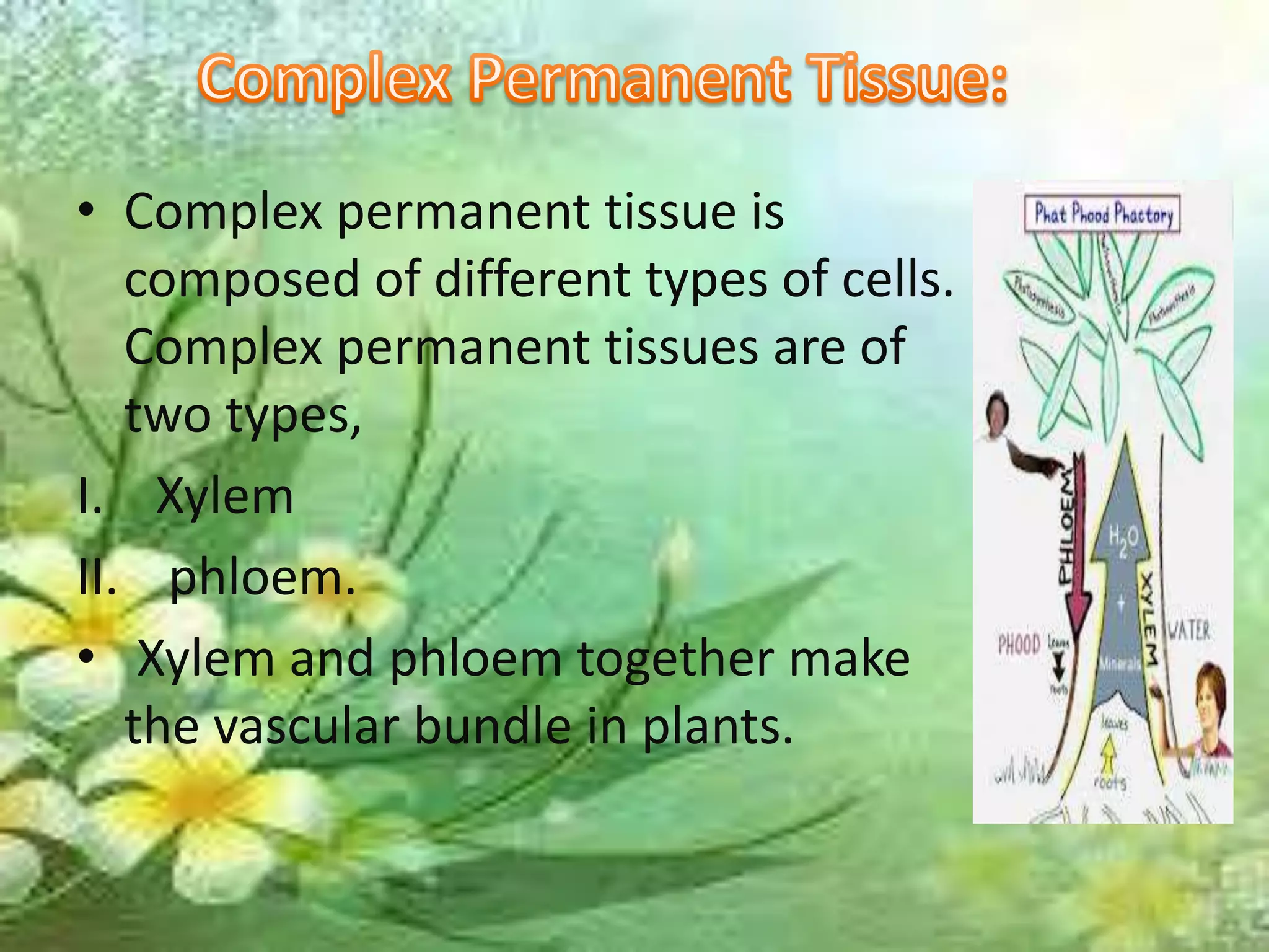 Complex tissue | PPTX