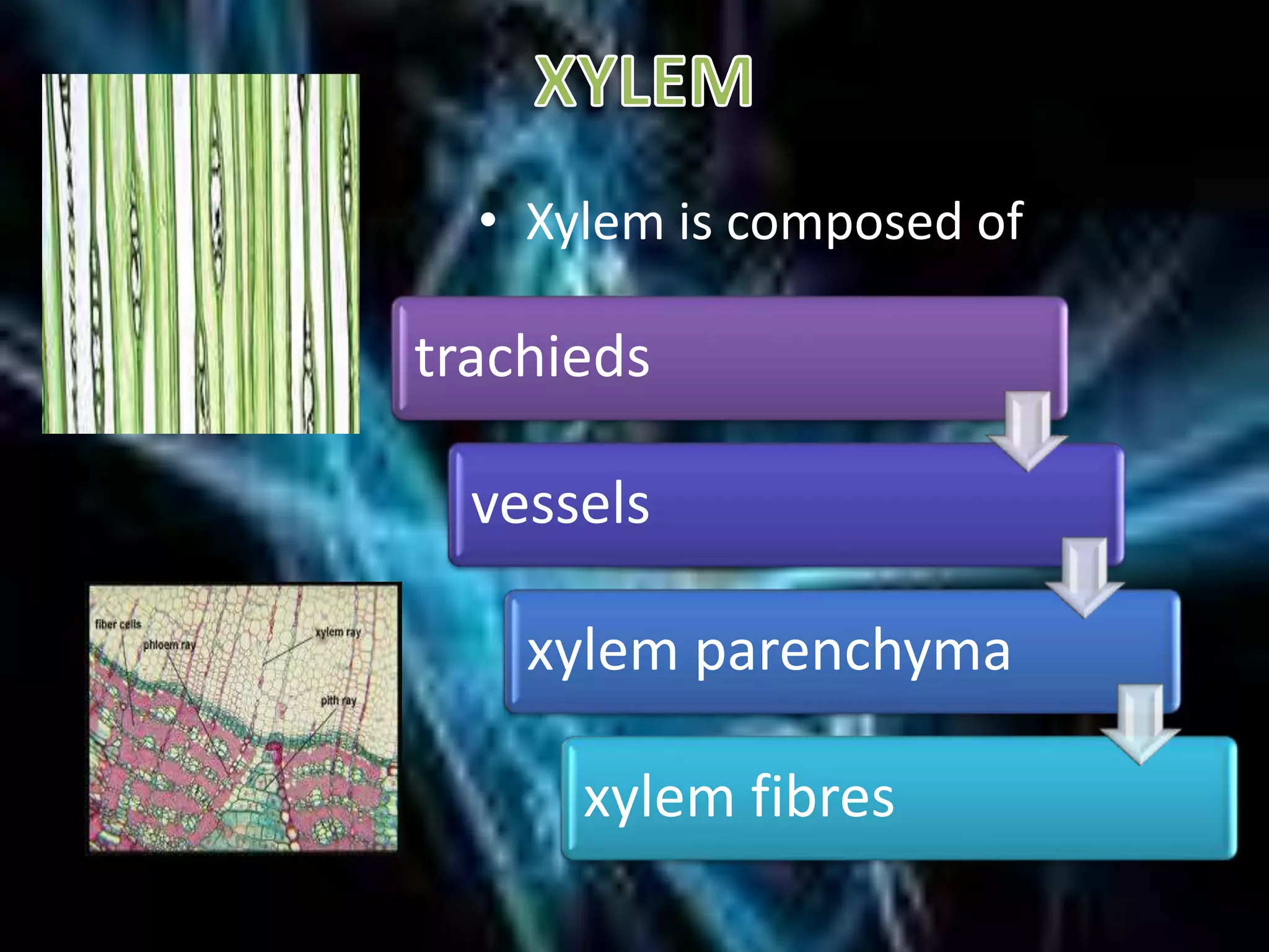 Complex tissue | PPTX