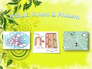 Complex tissue | PPTX