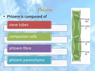 Complex tissue | PPTX