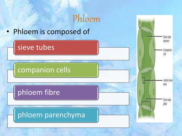 Complex tissue | PPTX