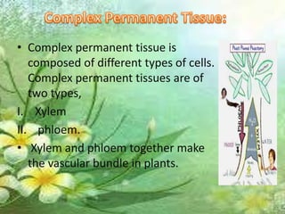 Complex Tissues In Plant