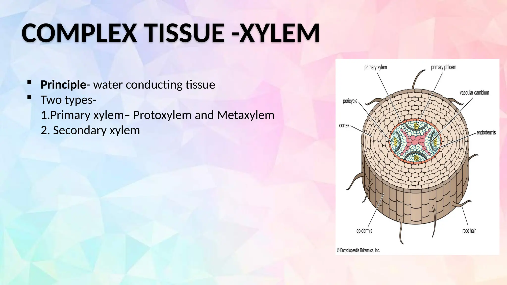 Complex tissue.pptx complrx in plant physio | PPTX