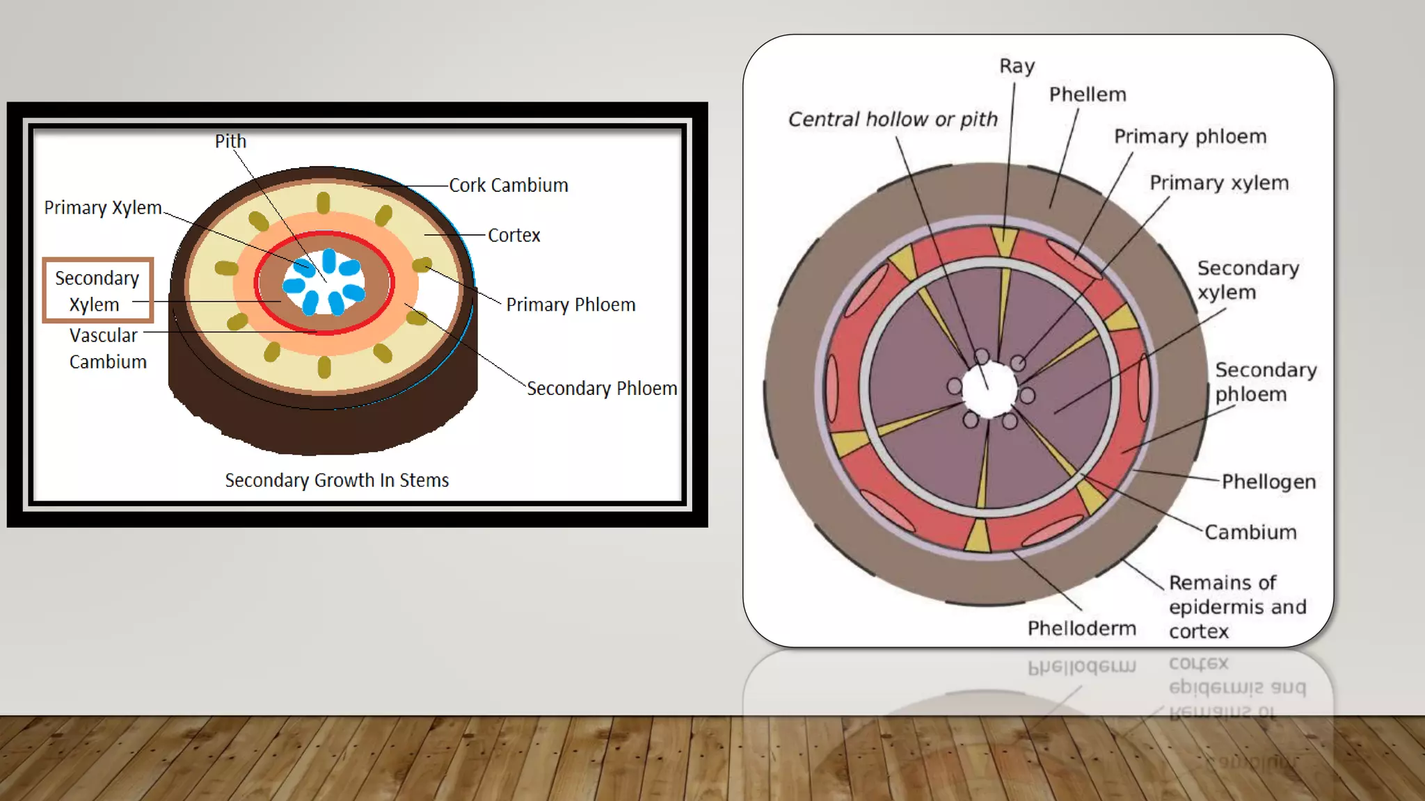 Complex tissue 1 | PDF