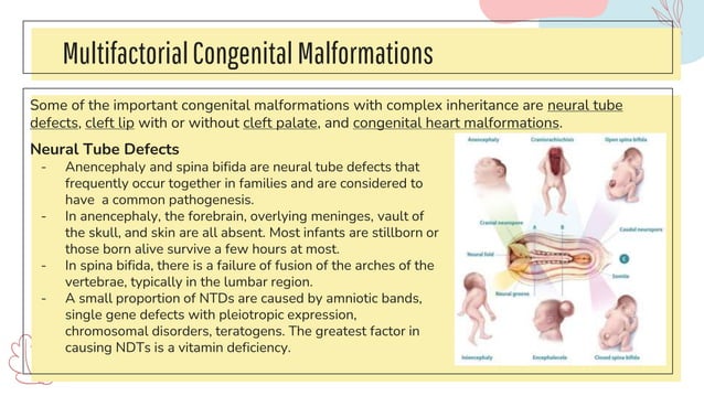 Genetics: Complex traits (Quantitative traits) | PPTX