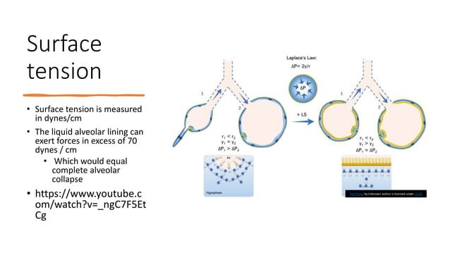 Compliance, Resistance, Surface Tension .pptx