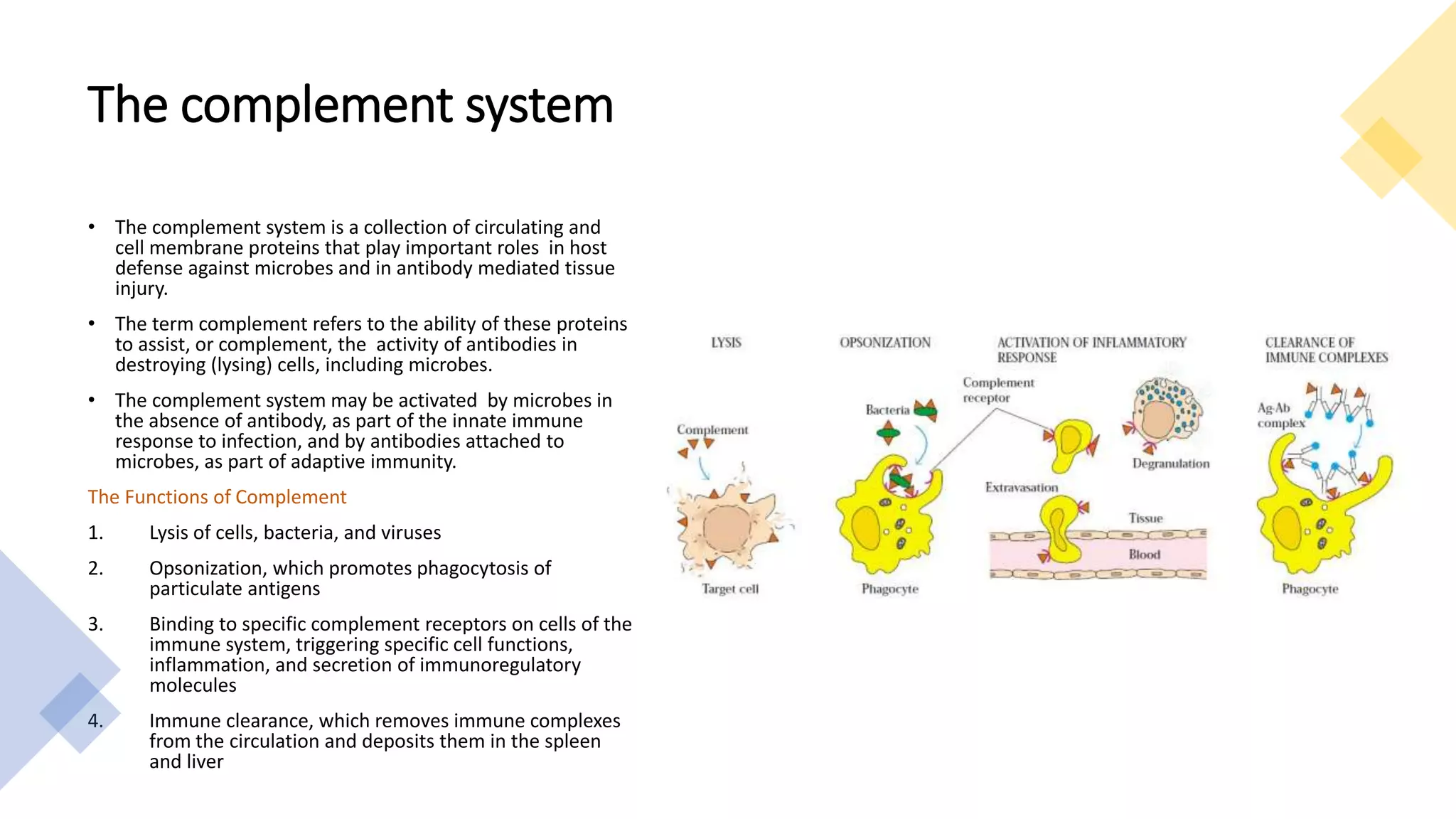 Complement system | PPTX