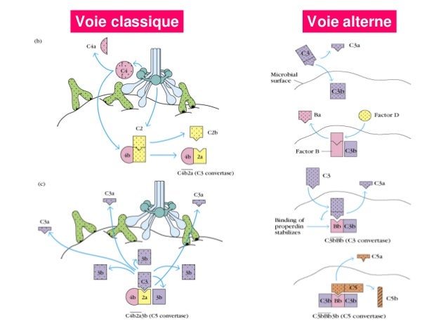 Complément cours 3.pdf1779176883