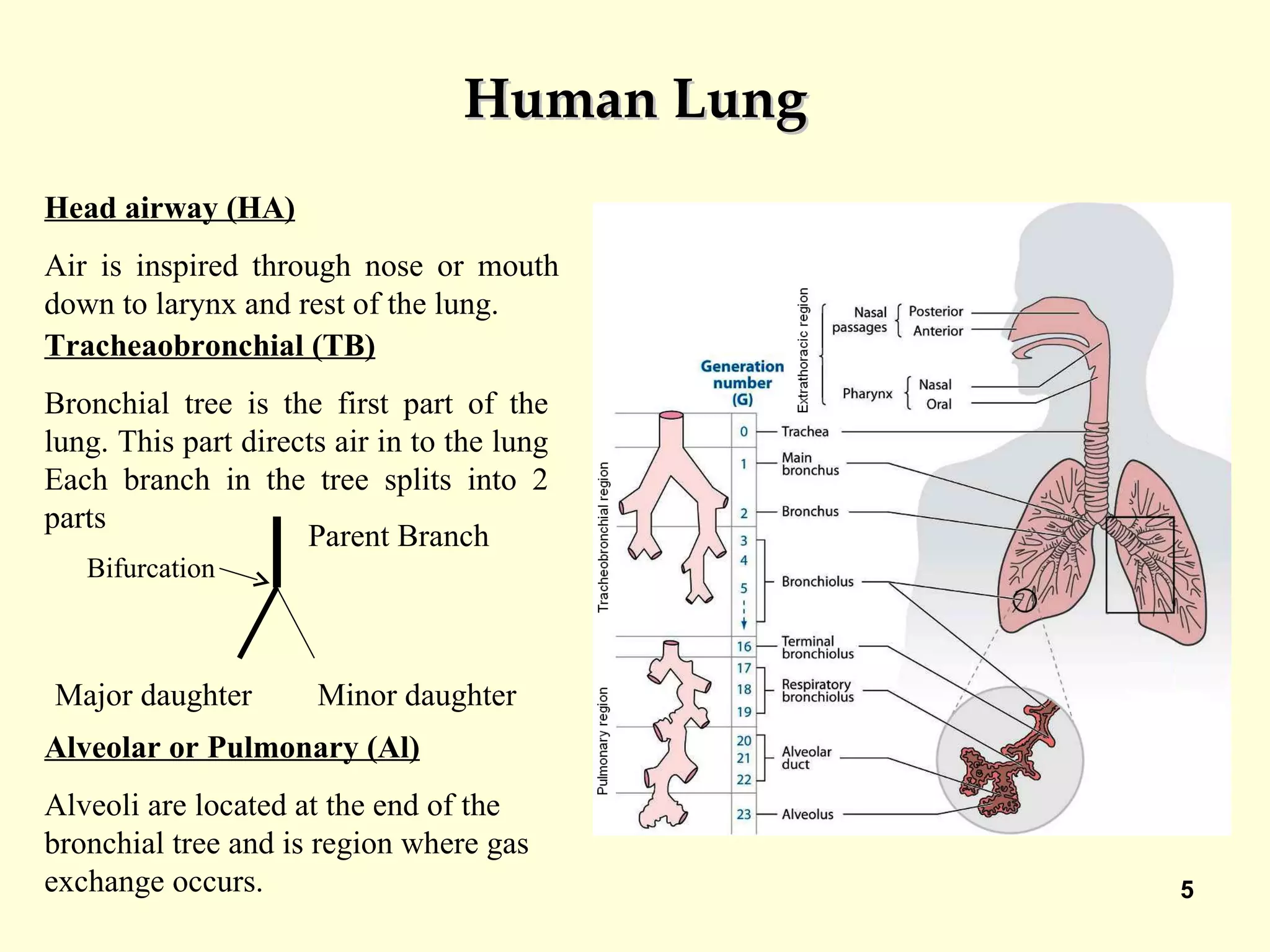 Computational Model For Deposition Clearance And Dosimetry Of Inhaled