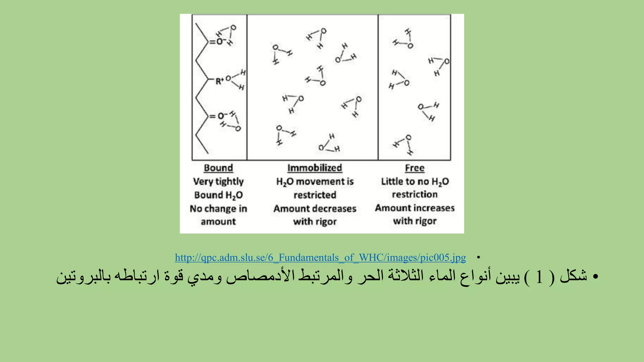Component and chemical structureof muscle | PPT