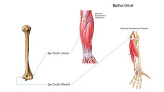 Componentes anatômicos do esqueleto apendicular.pptx