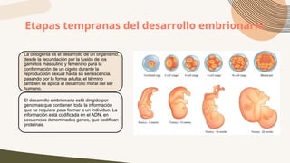 Componentes celulares y moleculares involucrados en etapas tempranas.pptx