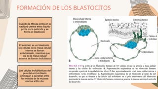 Componentes celulares y moleculares involucrados en etapas tempranas.pptx