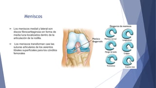 Componentes de la rodilla | PPTX
