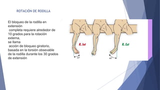 Componentes de la rodilla | PPTX