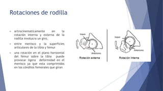 Componentes de la rodilla | PPTX