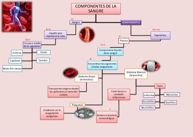 COMPONENTES DE LA SANGRE