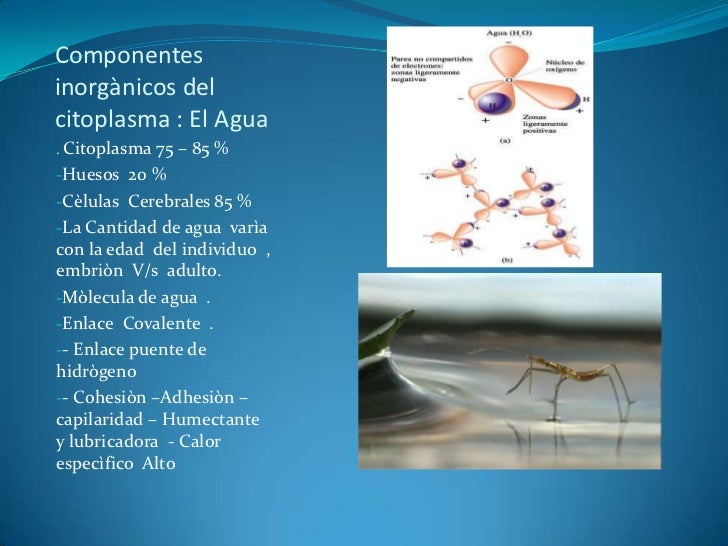 Qu Es El Citoplasma Funciones Estructura Y Caractersticas Estructura y ...