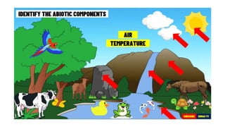 Components of an Ecosystems Grade 7 Learners.pptx