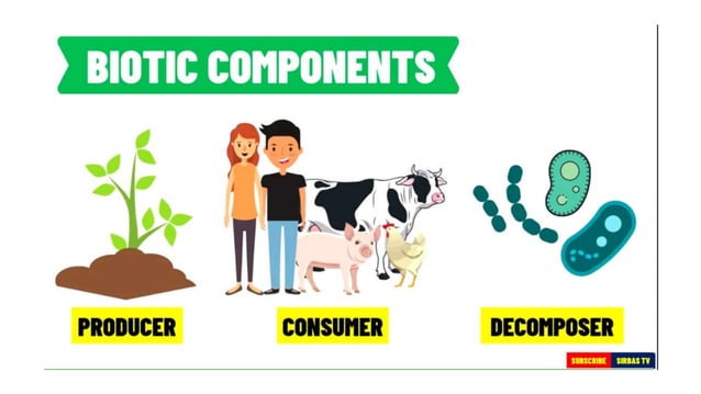 Components of an Ecosystems Grade 7 Learners.pptx
