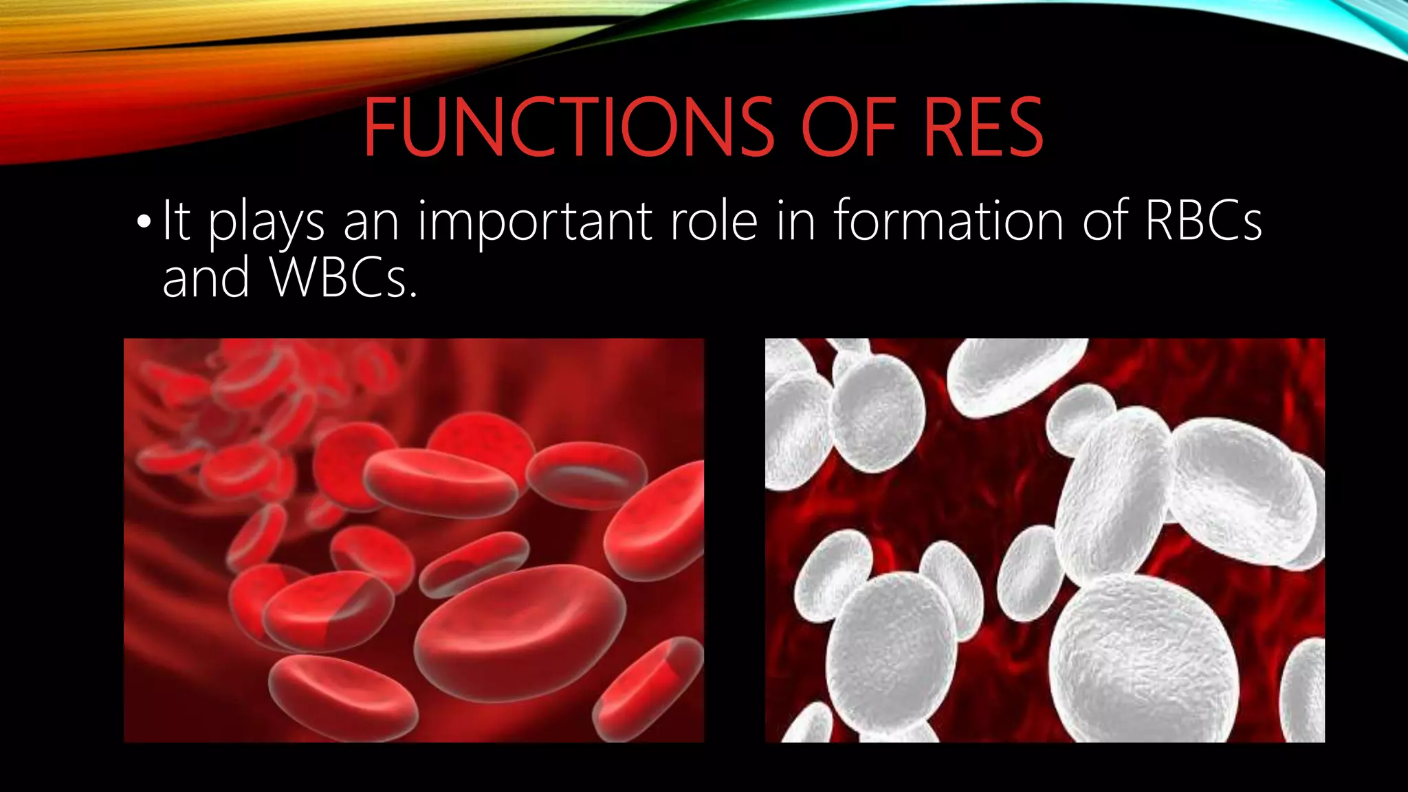 Components, development and functions of res(reticulo-endo-thelial ...