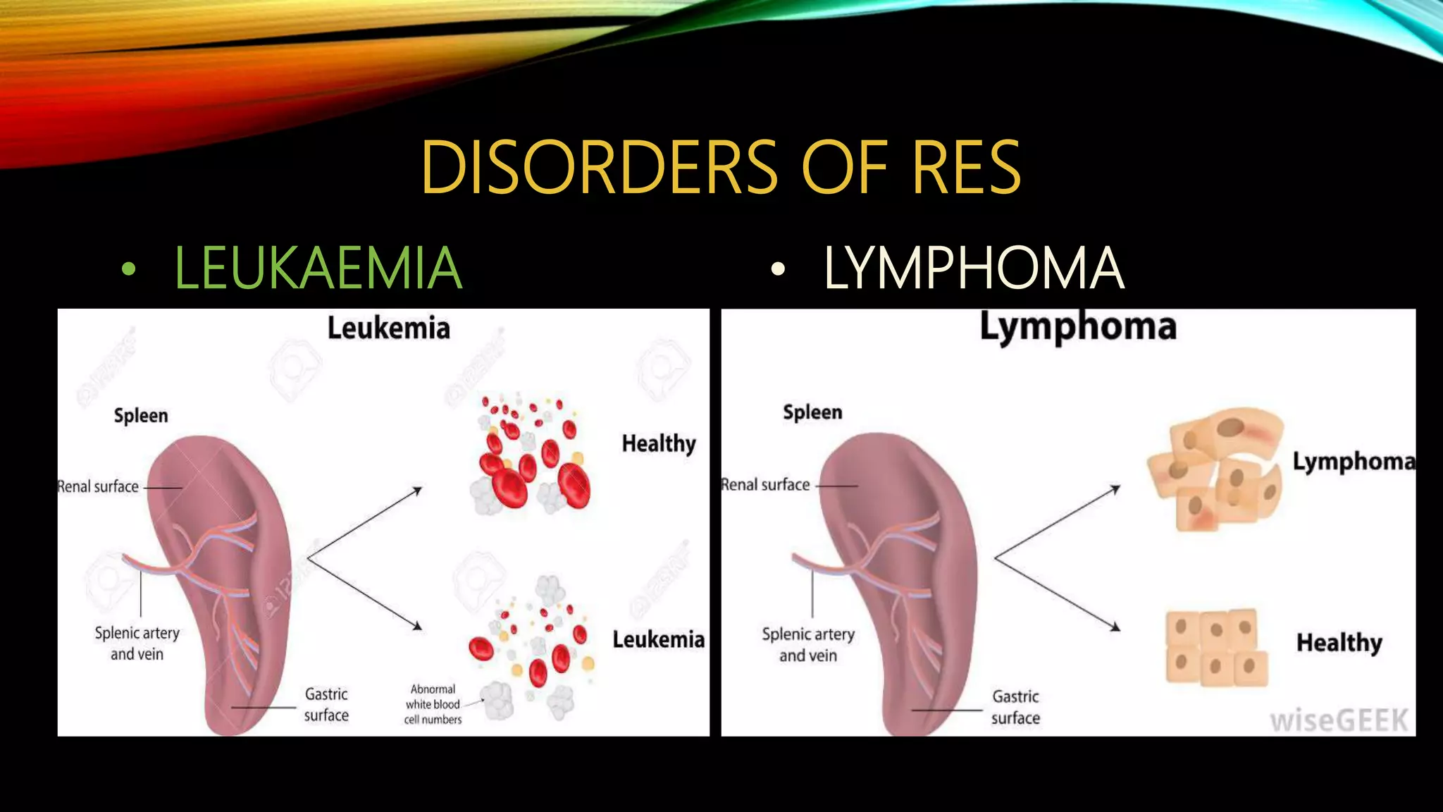 Components, development and functions of res(reticulo-endo-thelial ...