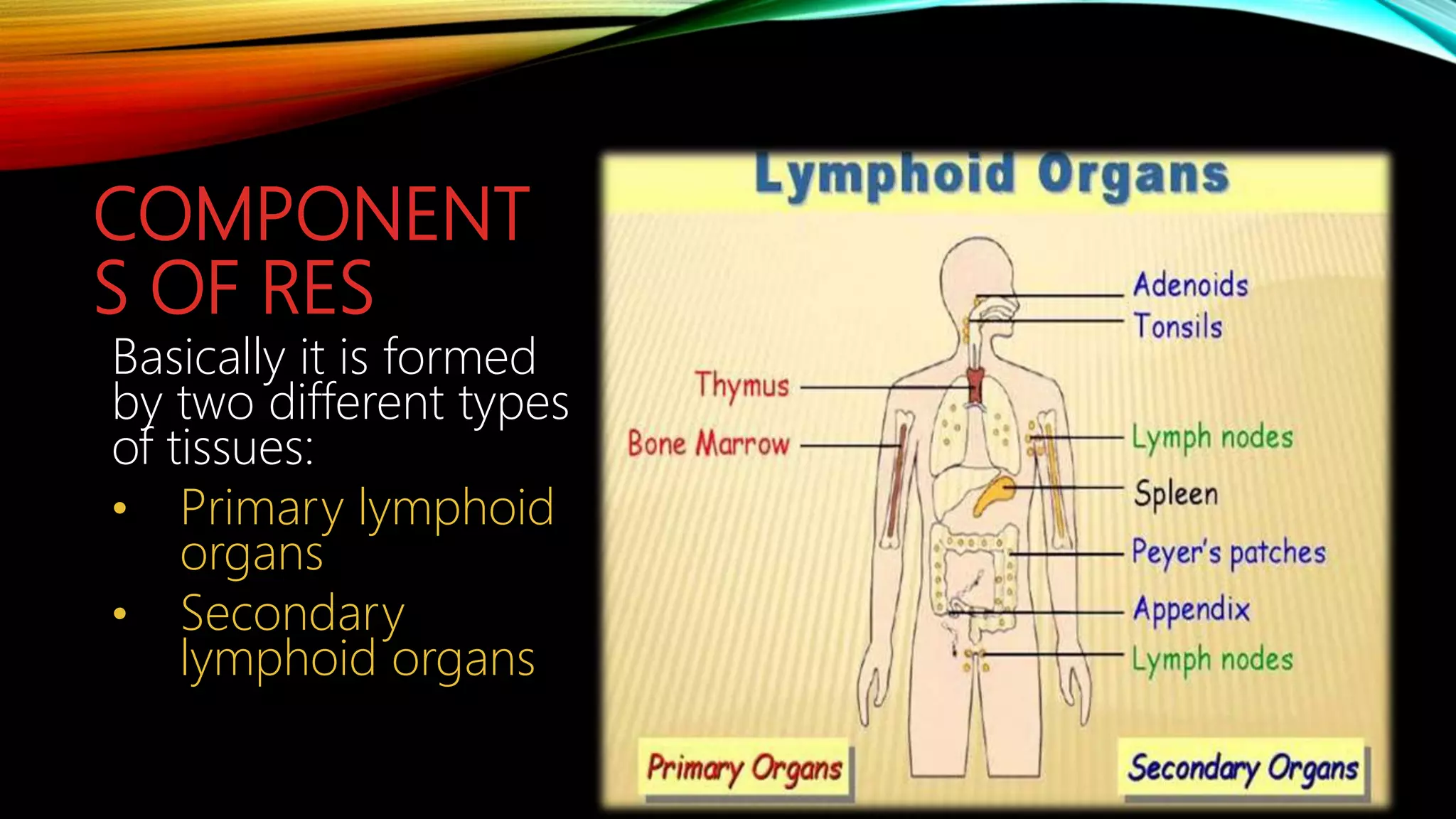 Components, development and functions of res(reticulo-endo-thelial ...