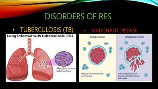Components, development and functions of res(reticulo-endo-thelial ...