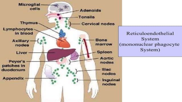 Components, development and functions of res(reticulo-endo-thelial ...