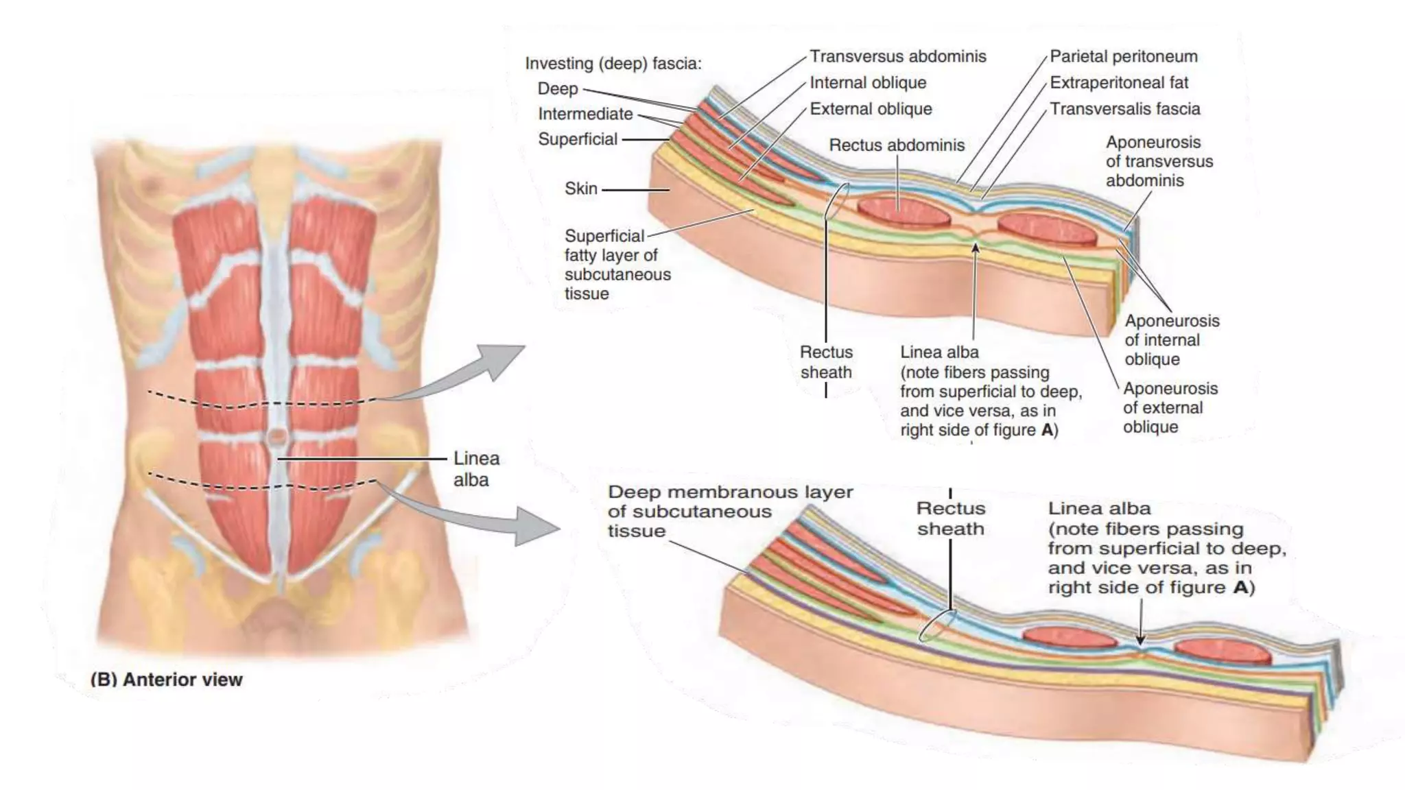 Component sepration techniques.pptx