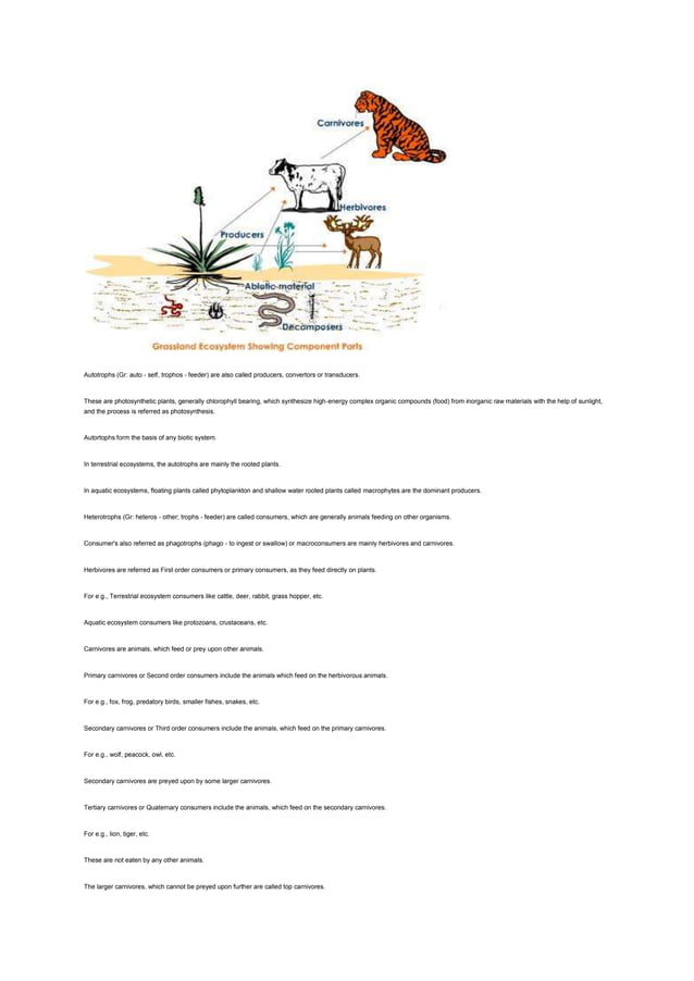 Components of an ecosystem | DOCX