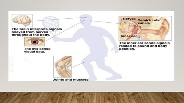 Components of balance (static and dynamic) | PPT