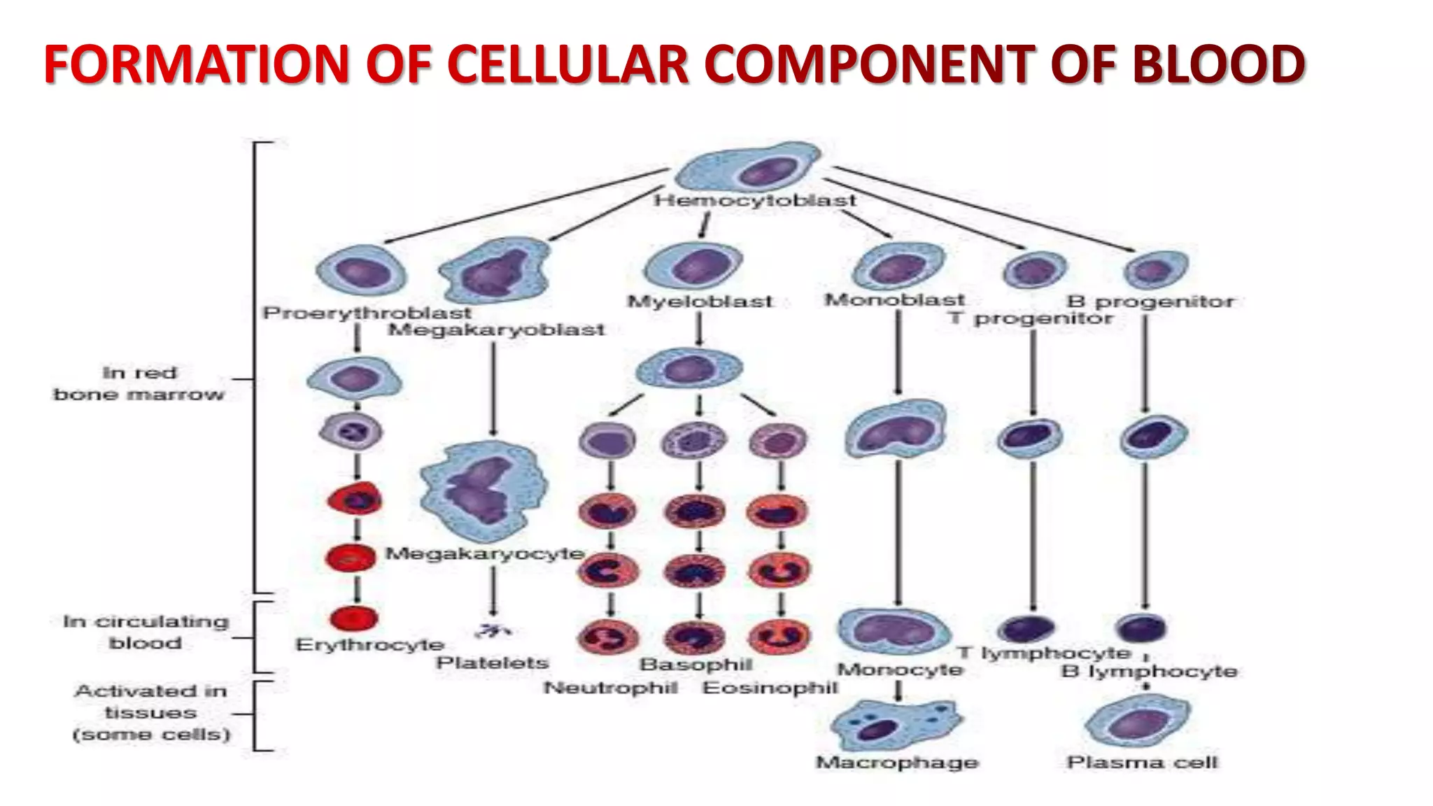Components of blood and blood clotting mechanism | PPTX