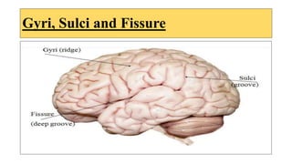 Components of Central Nervous System.pptx