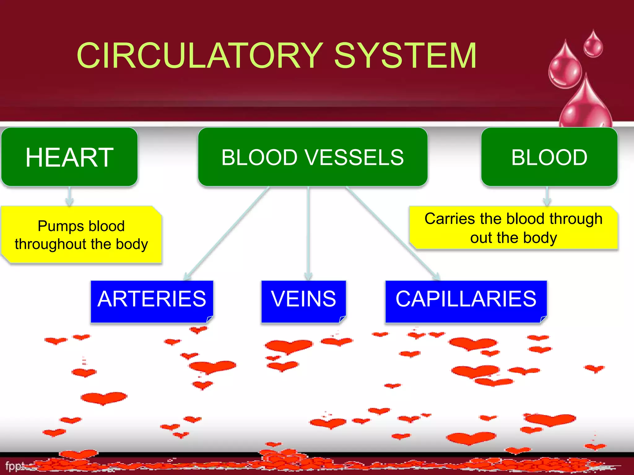 Components of Circulatory System | PPTX