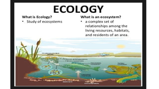 Components of Ecology.pptx to know more about its ecosystem | PPTX