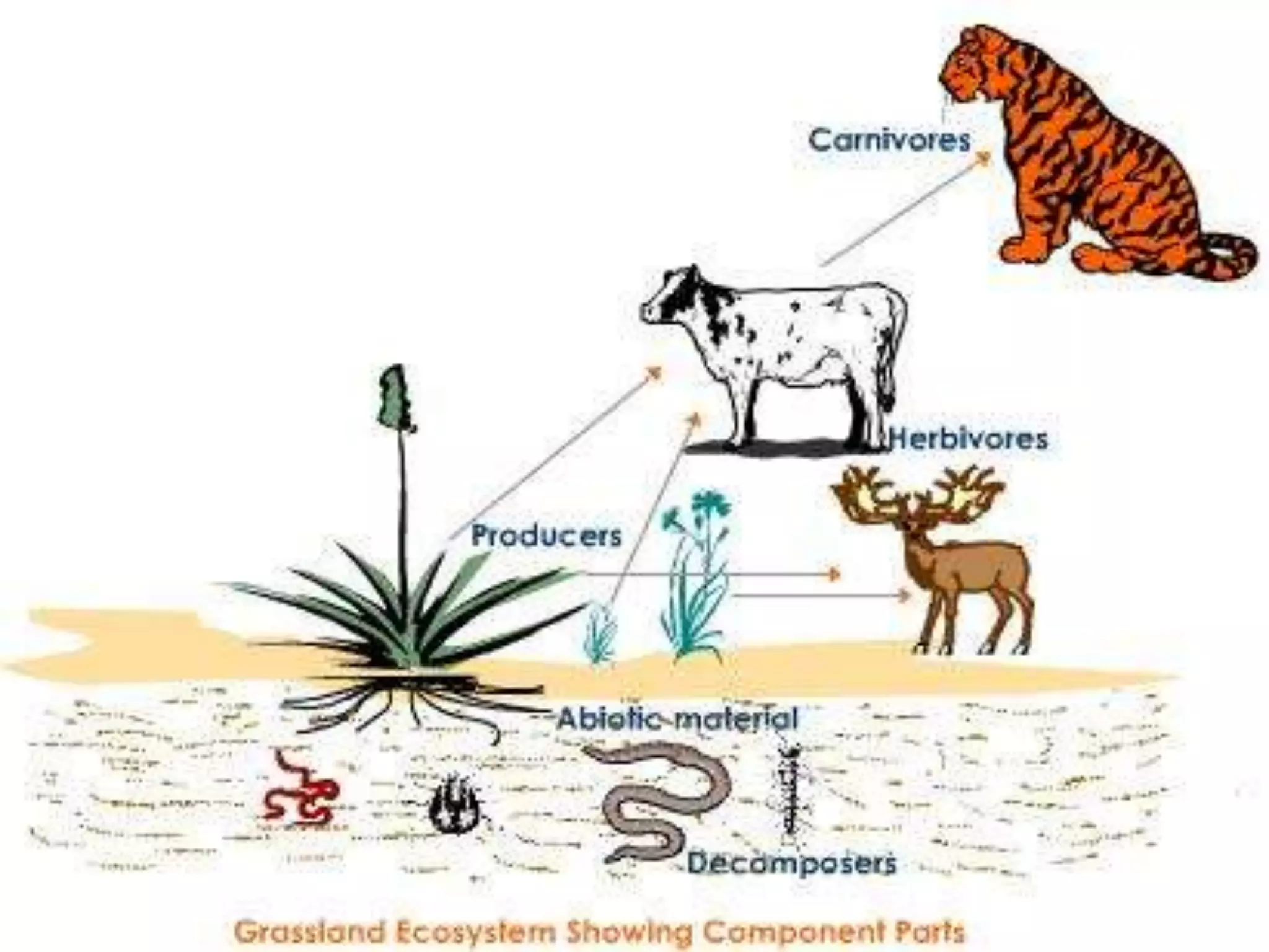 Components of ecosystem | PPTX