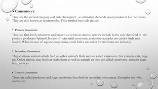 Components of Ecosystem.pptx