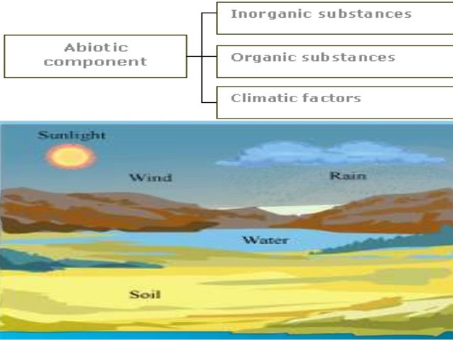 Components of environment