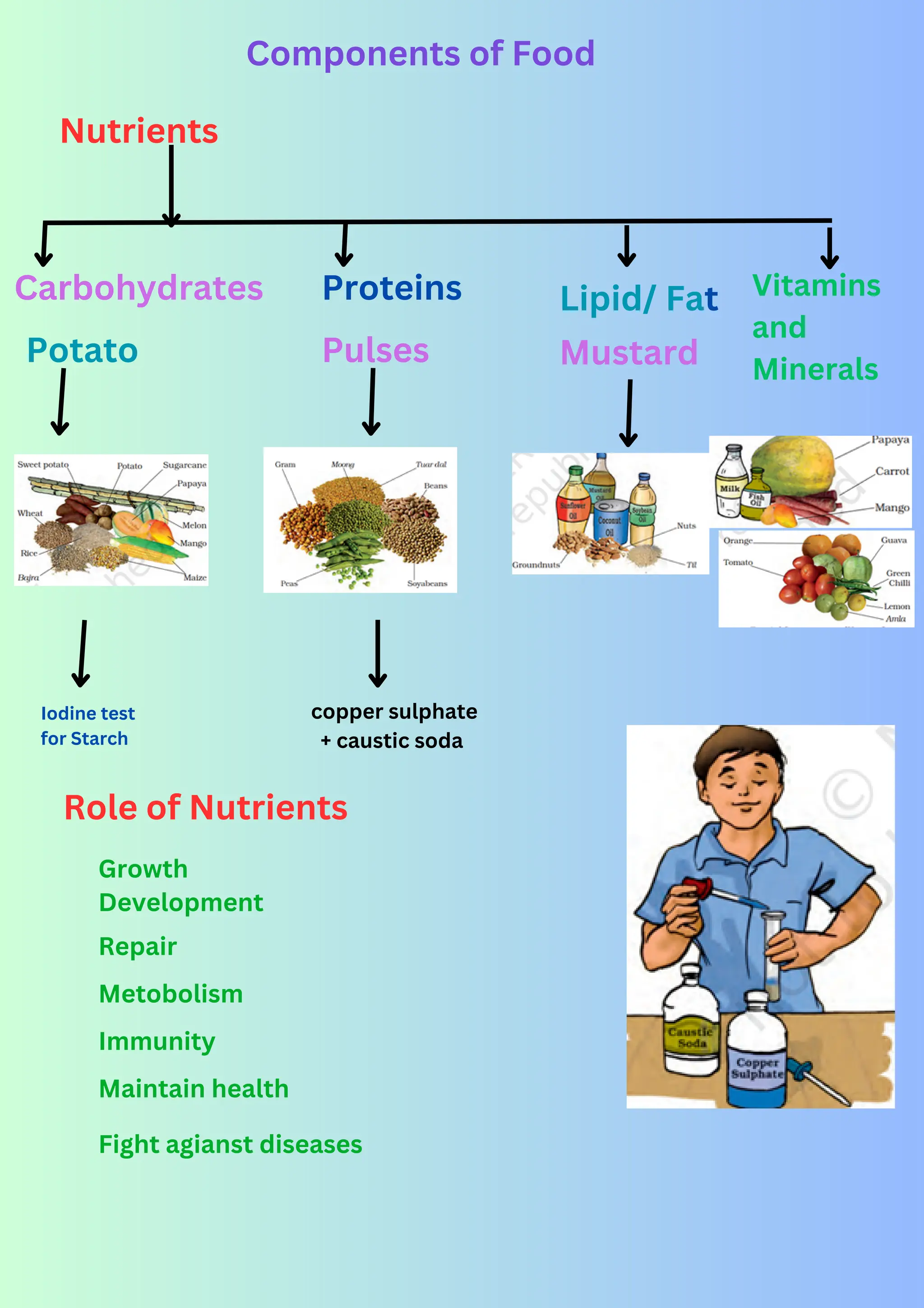 Components of Food.pdf. infographics and assesment sheet | PDF