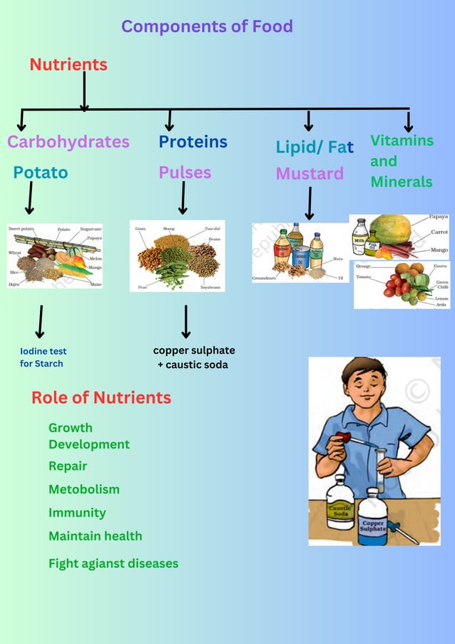 Components of Food.pdf. infographics and assesment sheet | PDF
