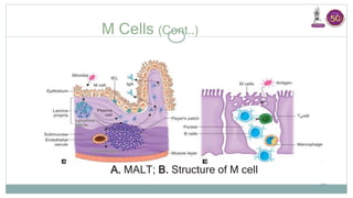 Components of Immune System Dr Sharan.pptx