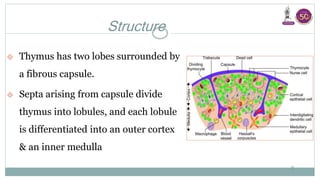 Components of Immune System Dr Sharan.pptx