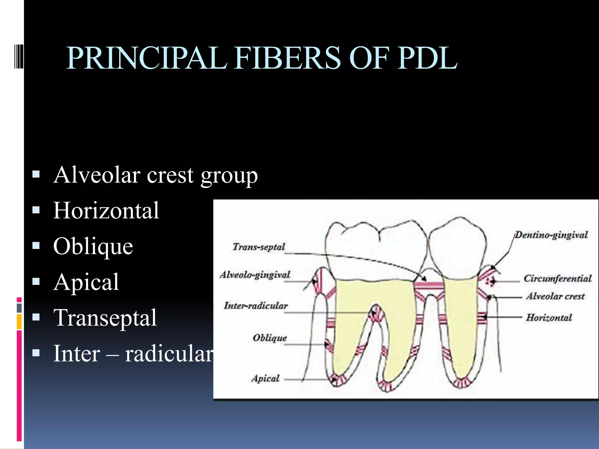 Components of periodontal ligament.pptx
