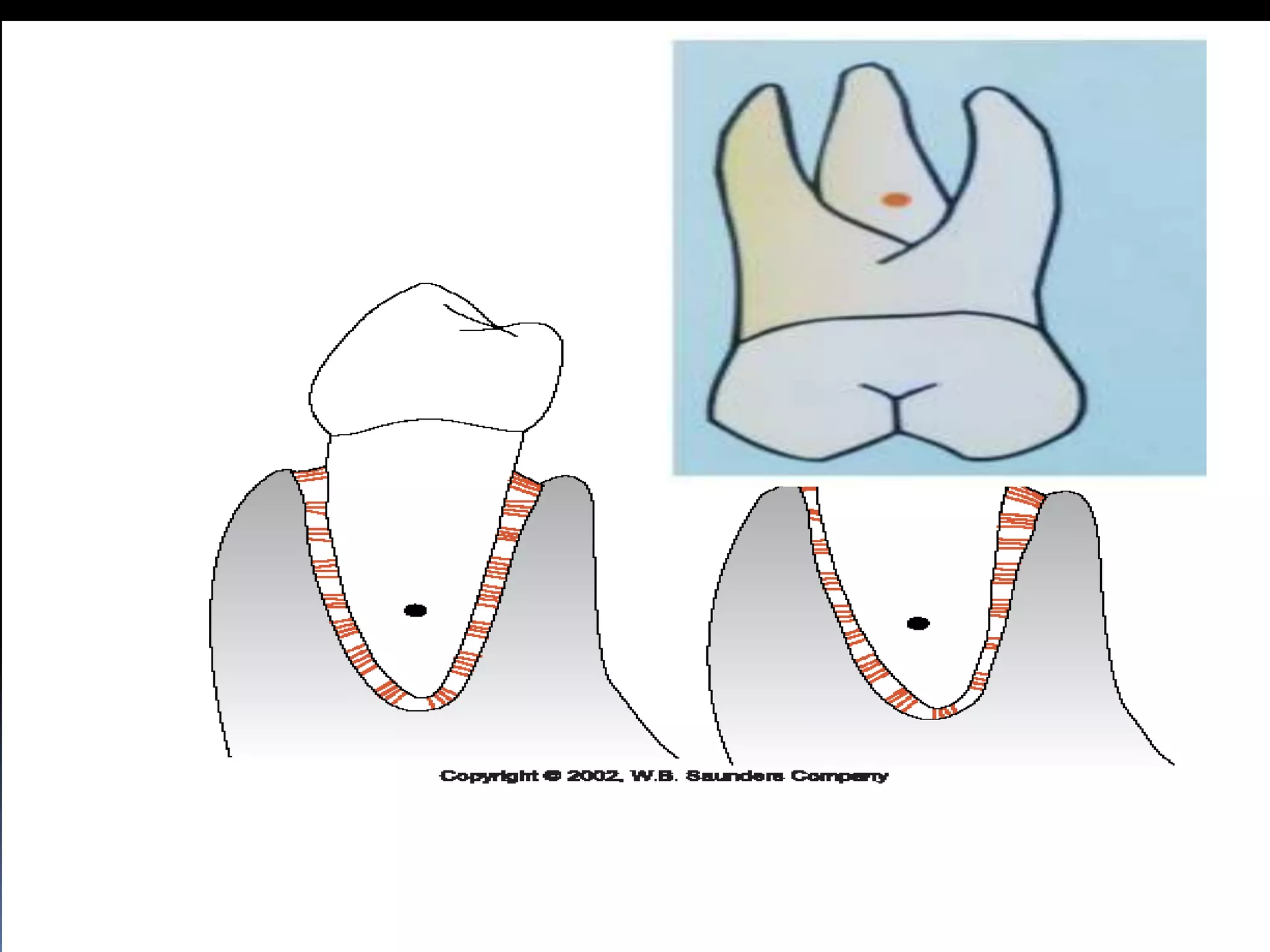 Components of periodontal ligament.pptx