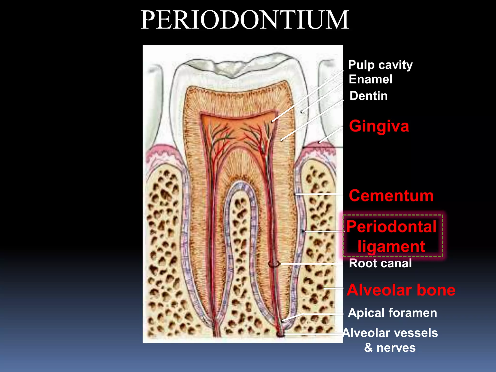 Components of periodontal ligament.pptx