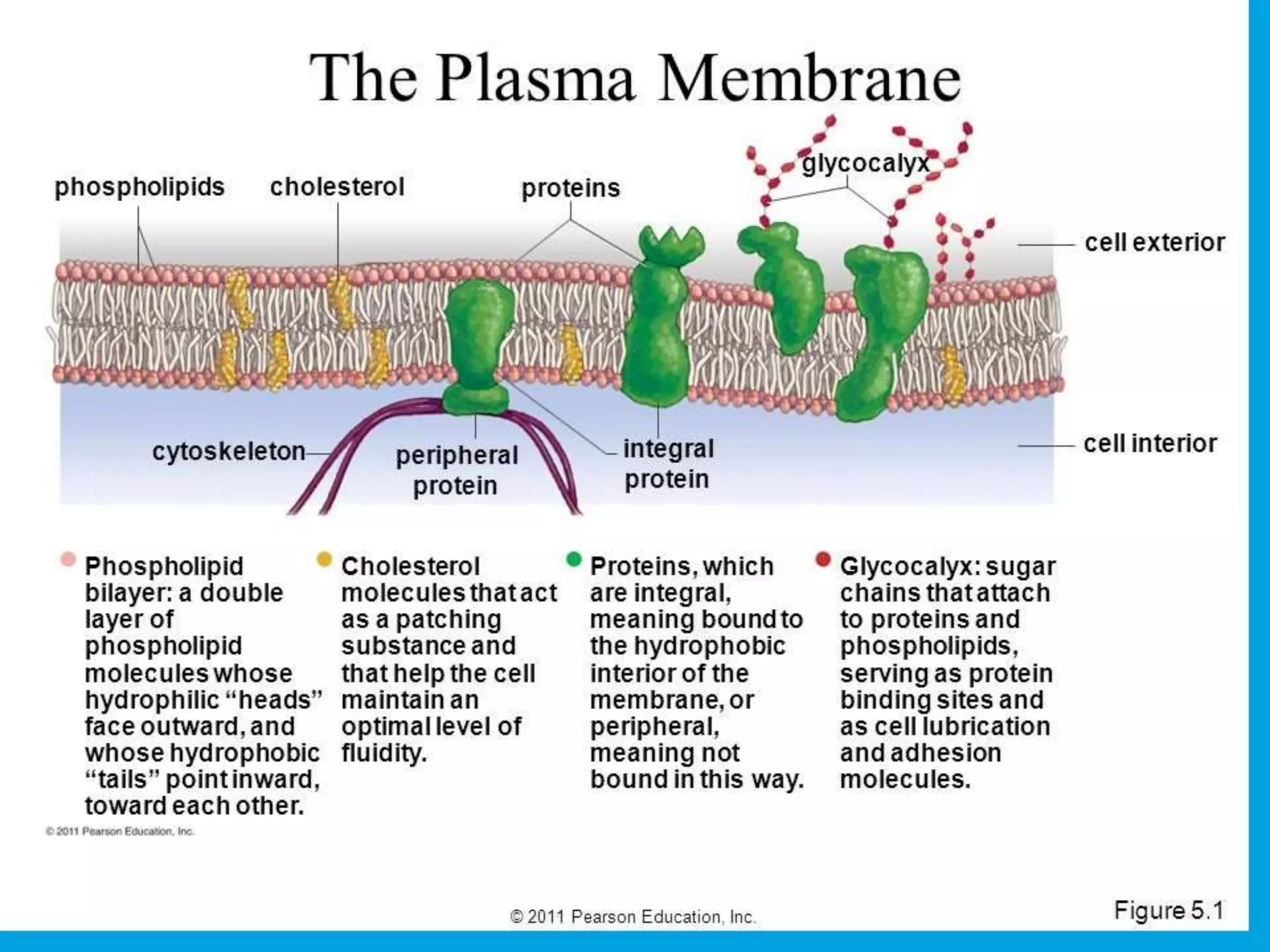 Components of plasma membrane | PPT