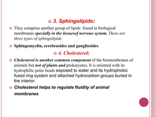 Components of plasma membrane | PPT
