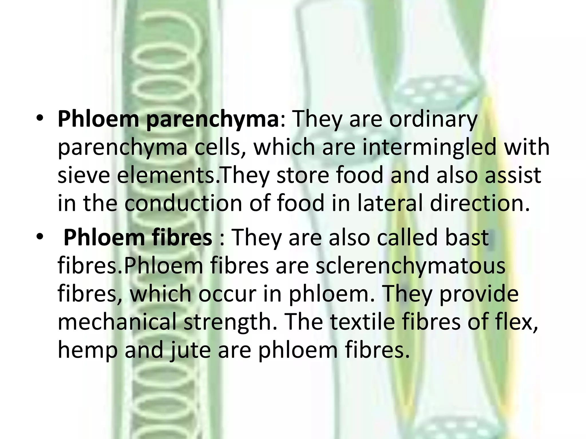 Components of xylem and phloem | PPTX
