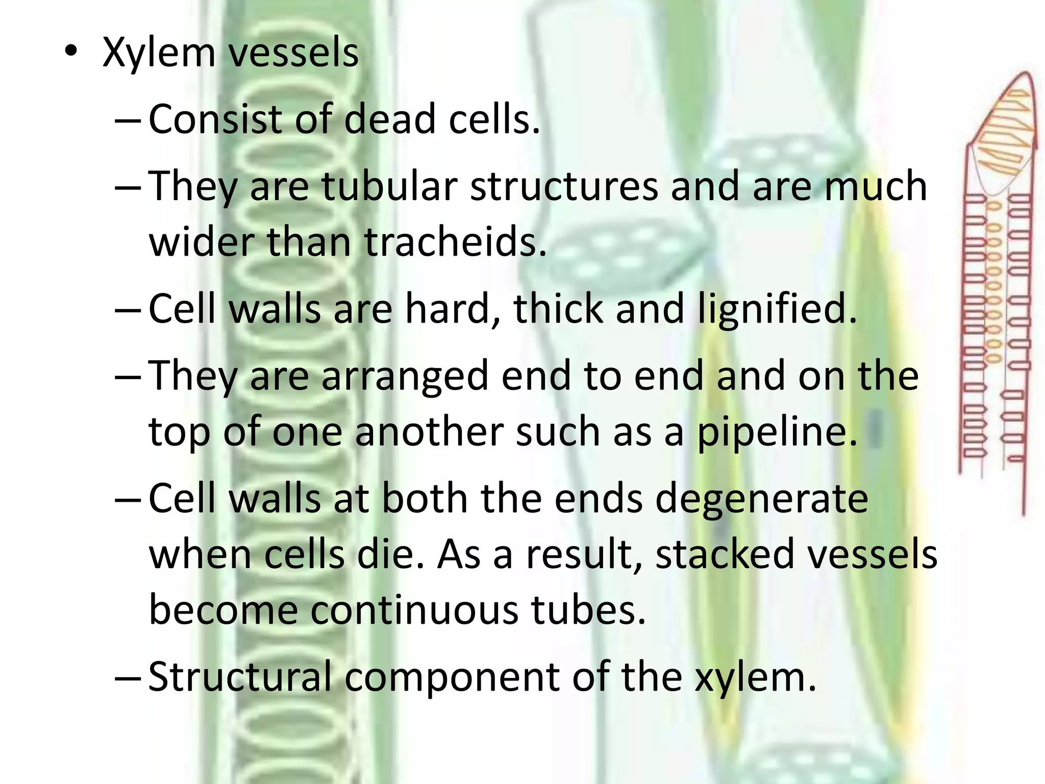 Components of xylem and phloem | PPTX